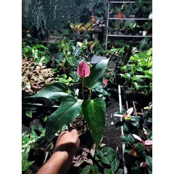 Jual anturium bunga ping | Shopee Indonesia