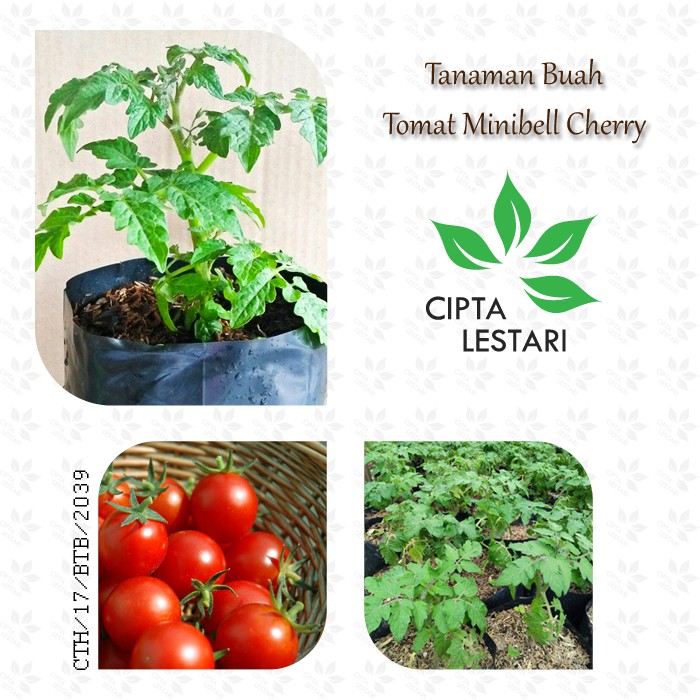 Jual Bibit Tomat Minibell Cherry - Pohon Buah Tomat Mini Siap Tanam ...