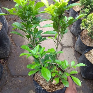 Jual Tanaman Pacar Cina - Tanaman Hidup | Shopee Indonesia