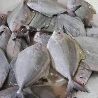 Jual Bawal Hitam Bawal Laut Segar 1kg | Shopee Indonesia