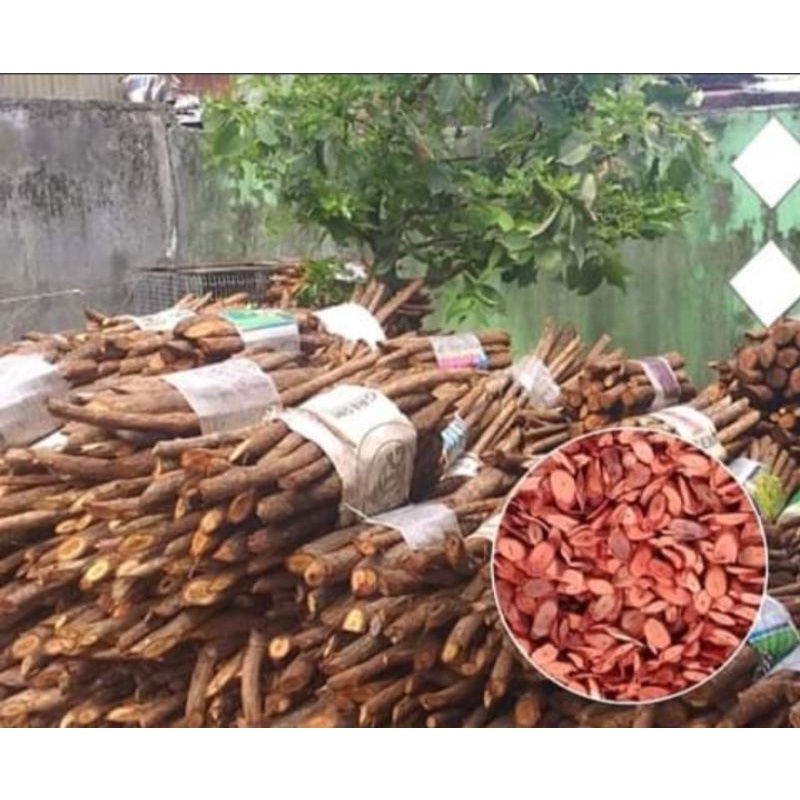 Jual AKAR KAYU BAJAKAH GETAH MERAH SEGAR BATANGAN BERGARANSI | Shopee ...