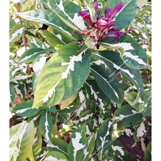 Jual Bibit Tanaman Daun Ungu (Daun Wungu) variegata dengan nama ilmiah ...