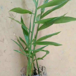 Jual tanaman herbal bangle bengle panglai pohon obat rempah | Shopee ...