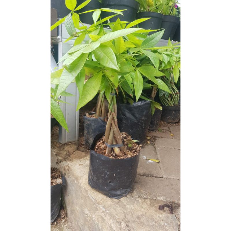 Jual tanaman pacira kepang | Shopee Indonesia