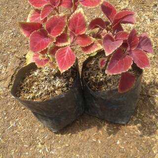 Jual Tanaman hias miana merah - Miyana merah | Shopee Indonesia