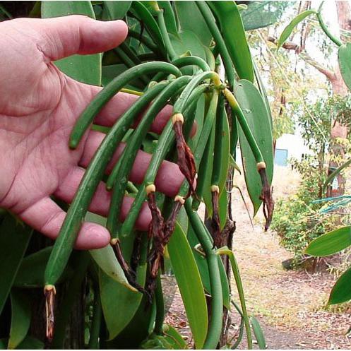 Jual Tanaman Buah Vanili - Bibit Pohon Vanilli Rambat | Shopee Indonesia