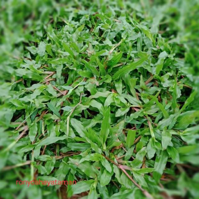 Jual Rumput gajah Cikande/rumput gajah liar | Shopee Indonesia