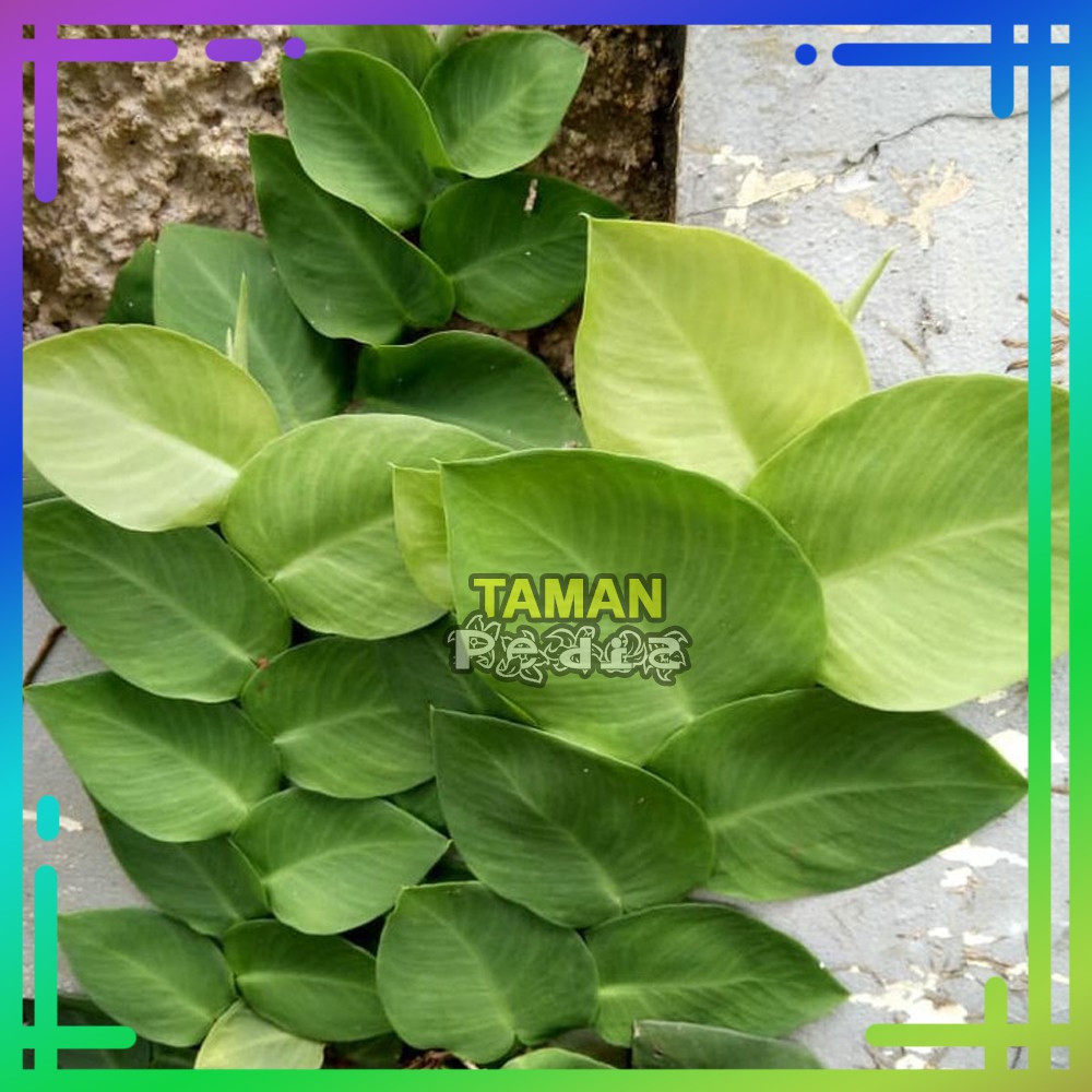 Jual Tanaman Rambat Dolar Besar/ Tanaman Dollar Daun Jumbo - Bibit ...