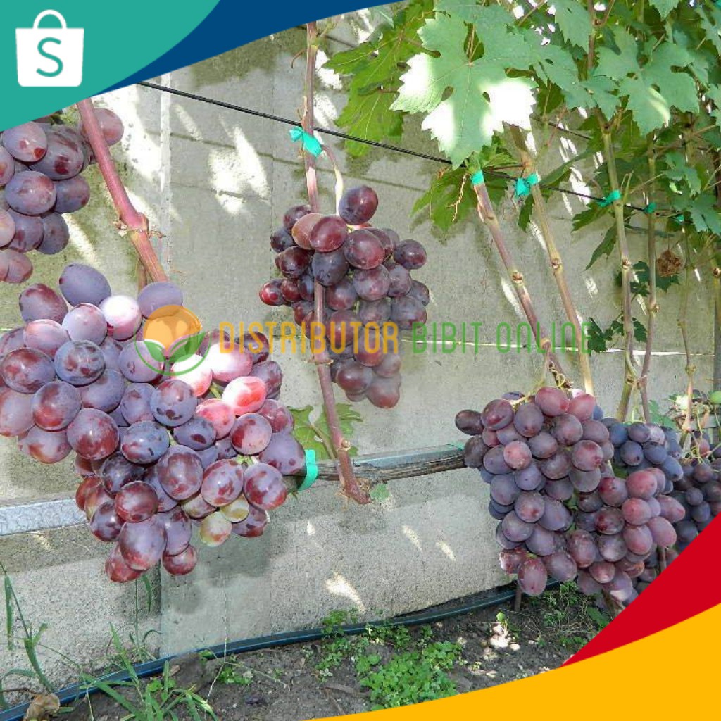 Jual Bibit anggur import everest Grafting Indonesia|Shopee Indonesia