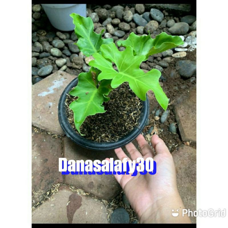 Jual tanaman philo jari | Shopee Indonesia
