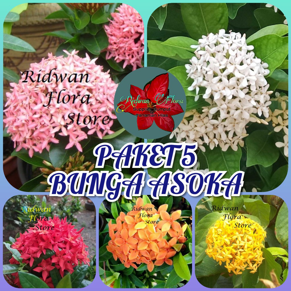 Jual Paket 5 Bunga Asoka - merah putih kuning pink orange - tanaman ...