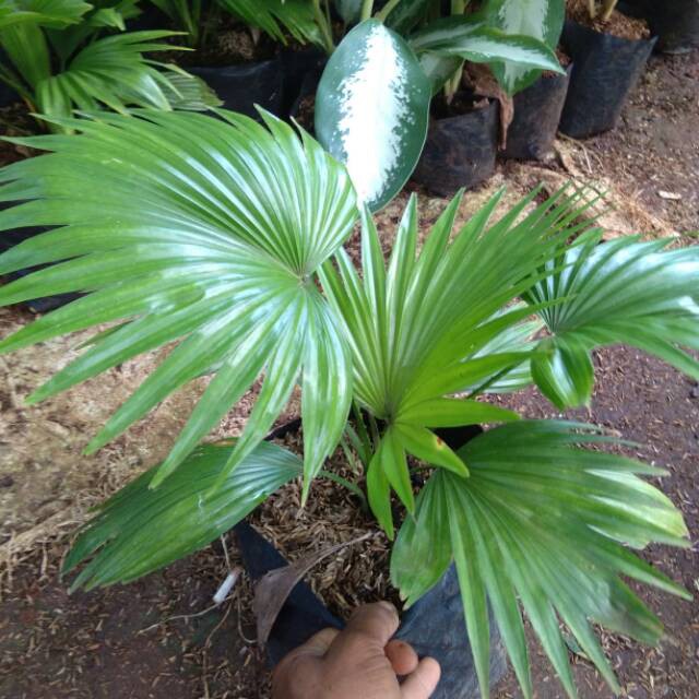 Jual Tanaman indoor palm sadeng palm bintang | Shopee Indonesia