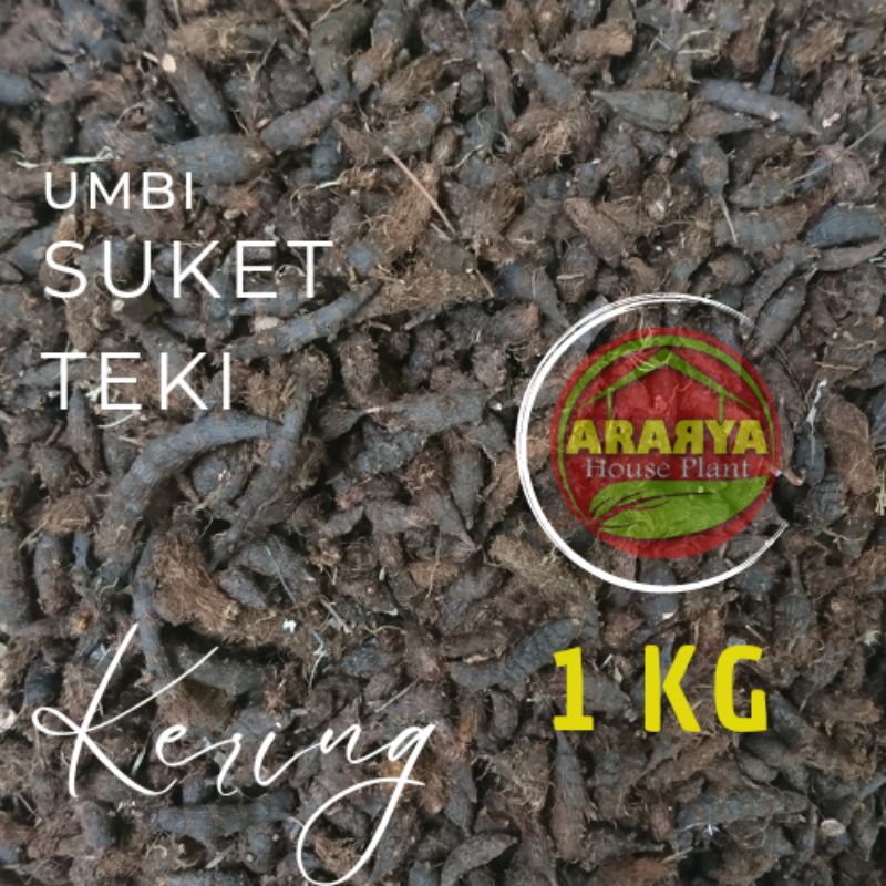 Jual Umbi Suket Teki Kering 1 Kg Berkualitas / Cyperus Rotundus / Umbi ...