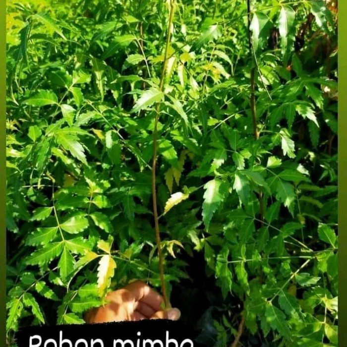 Jual bibit tanaman herbal mimba / neem (tanaman herbal segala khasiat ...