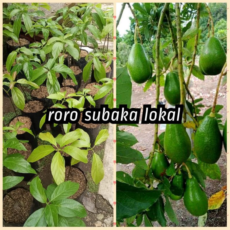 Jual bibit alpukat Roro subaka sambung pucuk | Shopee Indonesia