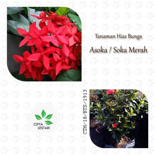 Jual Bibit Tanaman Bunga Asoka Soka Merah Pohon Pohon Bunga Asoka Bibit ...