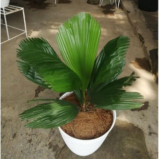 Jual Tanaman Hias Palem Kol -palm kipas Indonesia|Shopee Indonesia