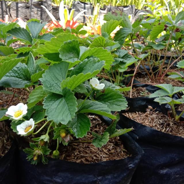 Jual Tanaman strawberry Bangkok | Shopee Indonesia