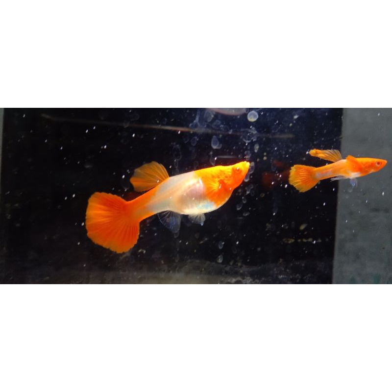 Jual Albino koi red ear ( 1 jantan 1 betina ) | Shopee Indonesia