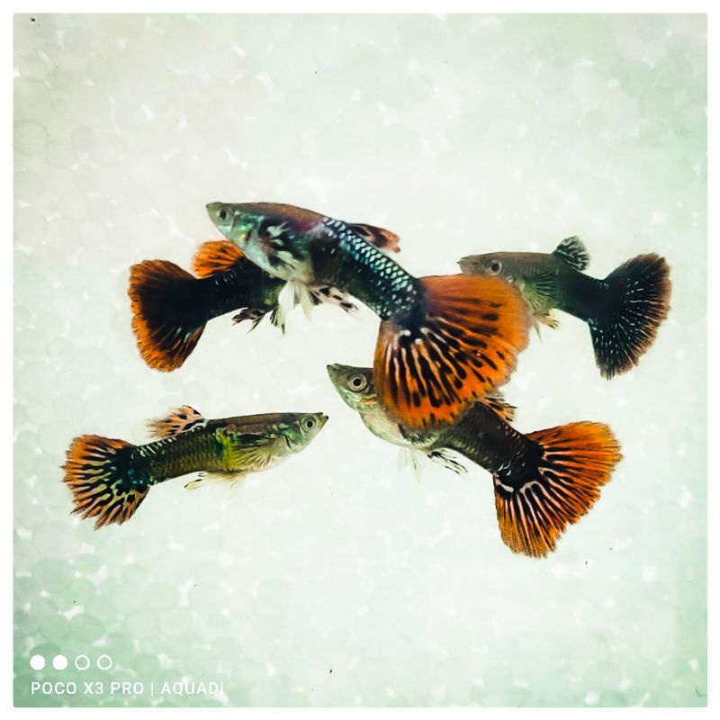 Jual Ikan hias Guppy Dragon | Shopee Indonesia