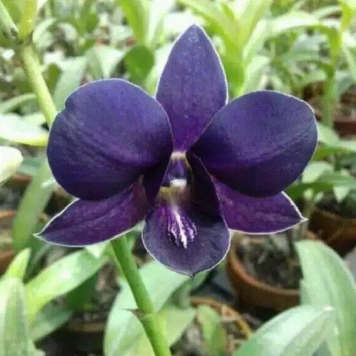 Jual New Seedling anggrek dendrobium Dark angel | Shopee Indonesia