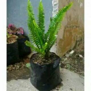 Jual Tanaman Pakis Kelabang Tanaman Hias Paku Tanaman Pakis Indonesia ...