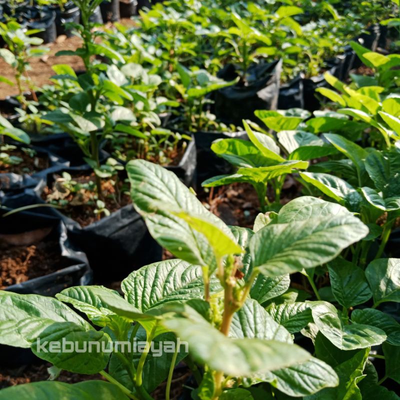 Jual Bayam Duri Bibit Tanaman (Amaranthus spinosus) | Shopee Indonesia