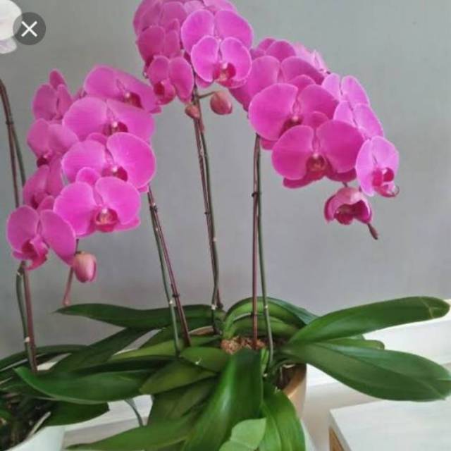16+ Gambar Bunga Anggrek Pink yang Mantul! - Informasi Seputar Tanaman Hias