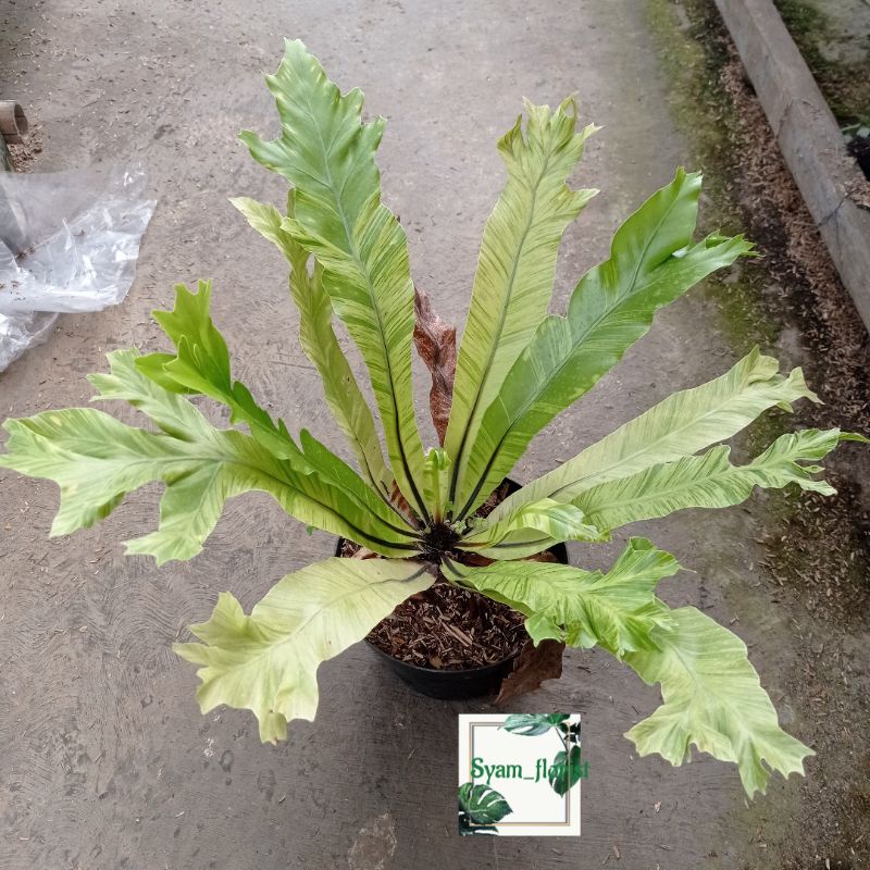 Jual Tanaman Hias Microsorum punctatum Variegata Golden | Shopee Indonesia