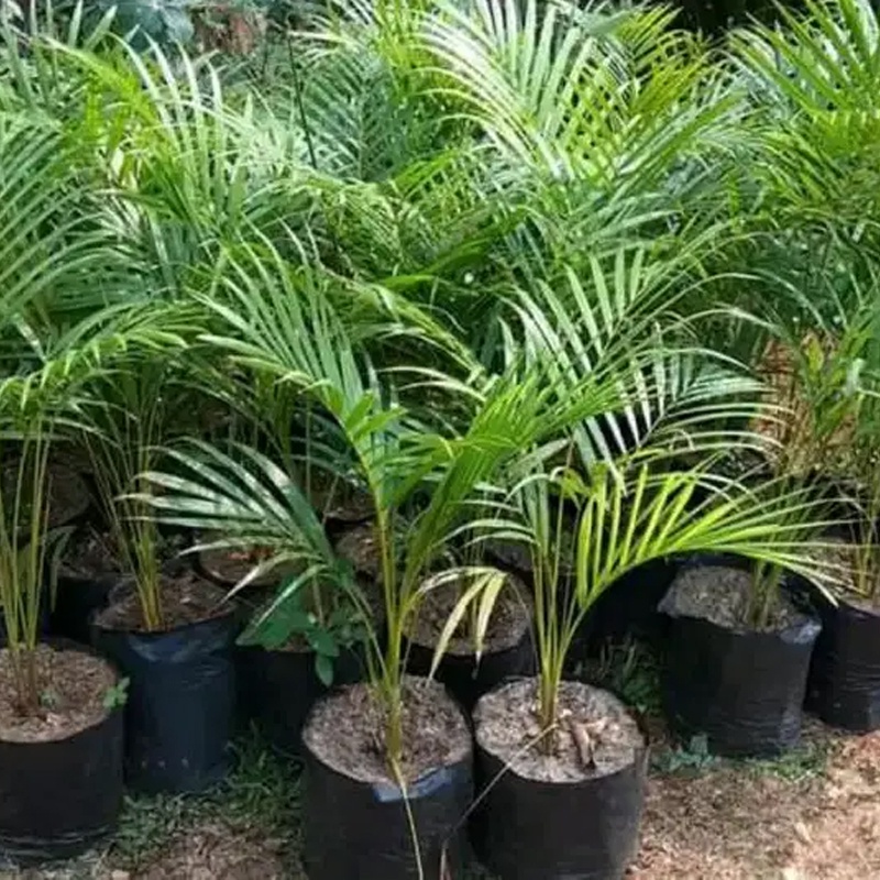 Palem Kuning (Dypsis Lutescens): Si Cantik Penyerap Polutan, Hadiah ...