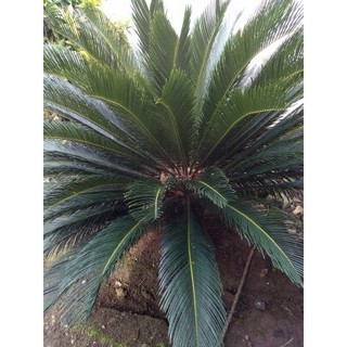 Jual Tanaman Hias bibit SIKAS~MAWAR JAMBE~Penawar Jambe~Cycas revoluta ...