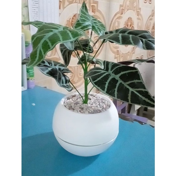 Produk minan_collection | Shopee Indonesia