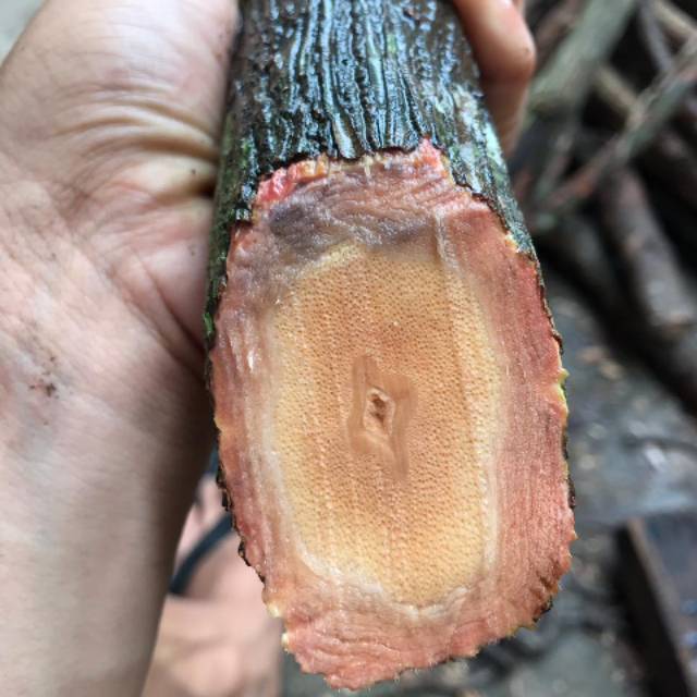 Jual Akar bajaka original | Shopee Indonesia