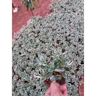 Jual krokot hijau varigata | Shopee Indonesia