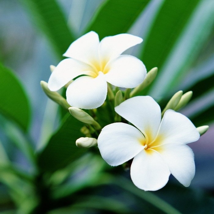 Jual Bibit Benih Biji Bunga Gardenia - Cape Jasmine - Biji Tanaman ...