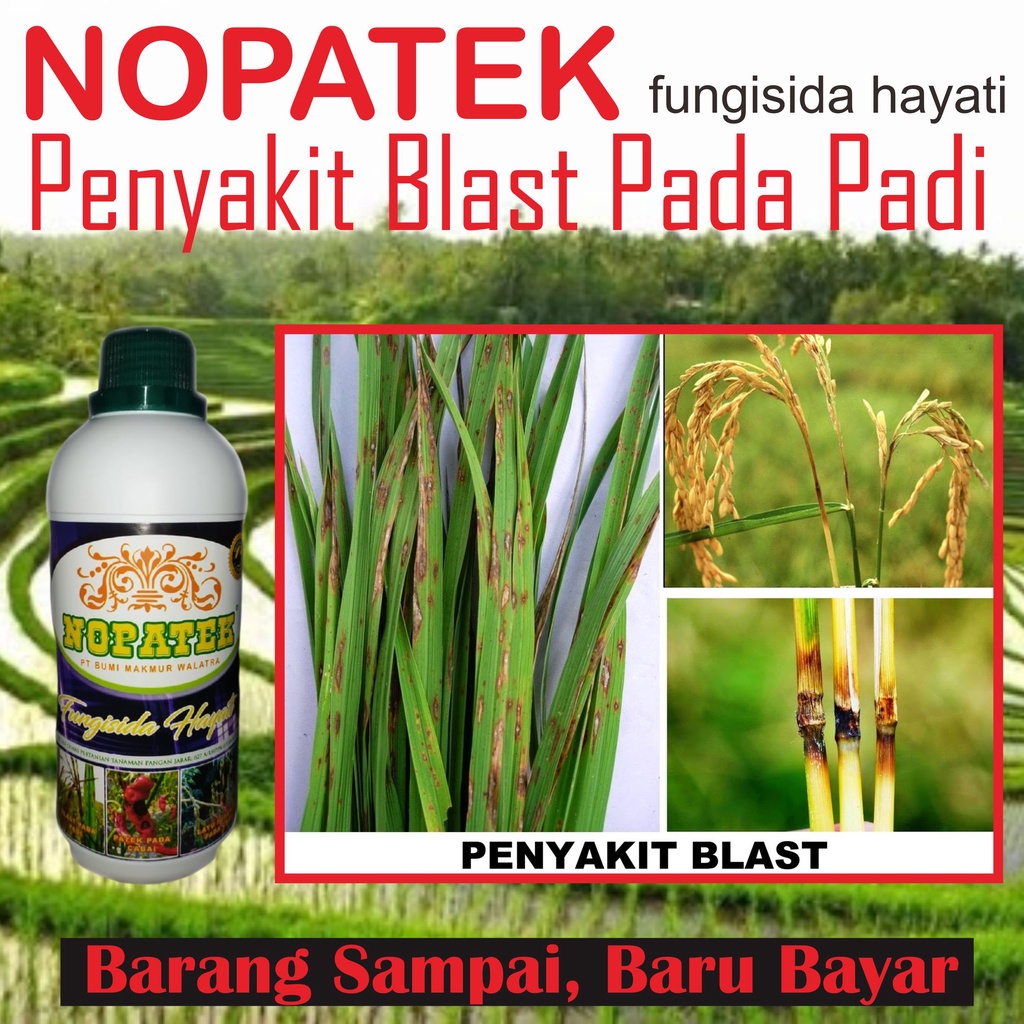 Jual NOPATEK Fungisida Mengatasi Blast Kresek dan Hawar Tanaman Padi ...