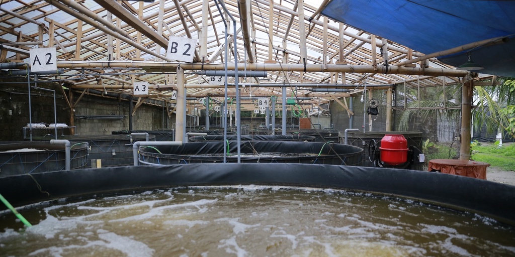 Toko Online Ori Fish Bangsri Farm Blitar | Shopee Indonesia