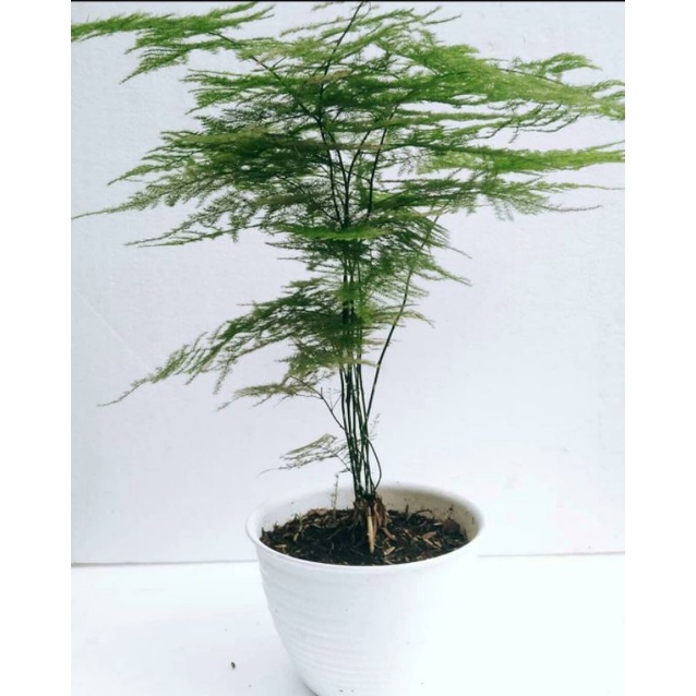 Jual Tanaman Hias Asparagus | Bunga Asparagus | Tanaman Paludarium ...