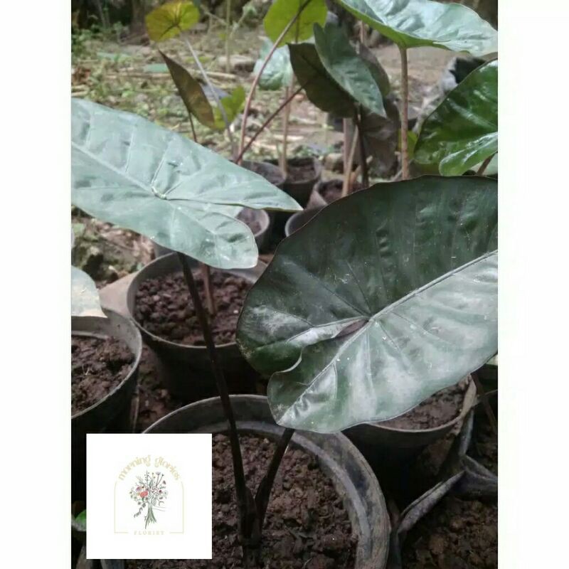 Jual Tanaman Keladi Hias Sente Hitam (Alocasia Plumbea / Black Calatium ...