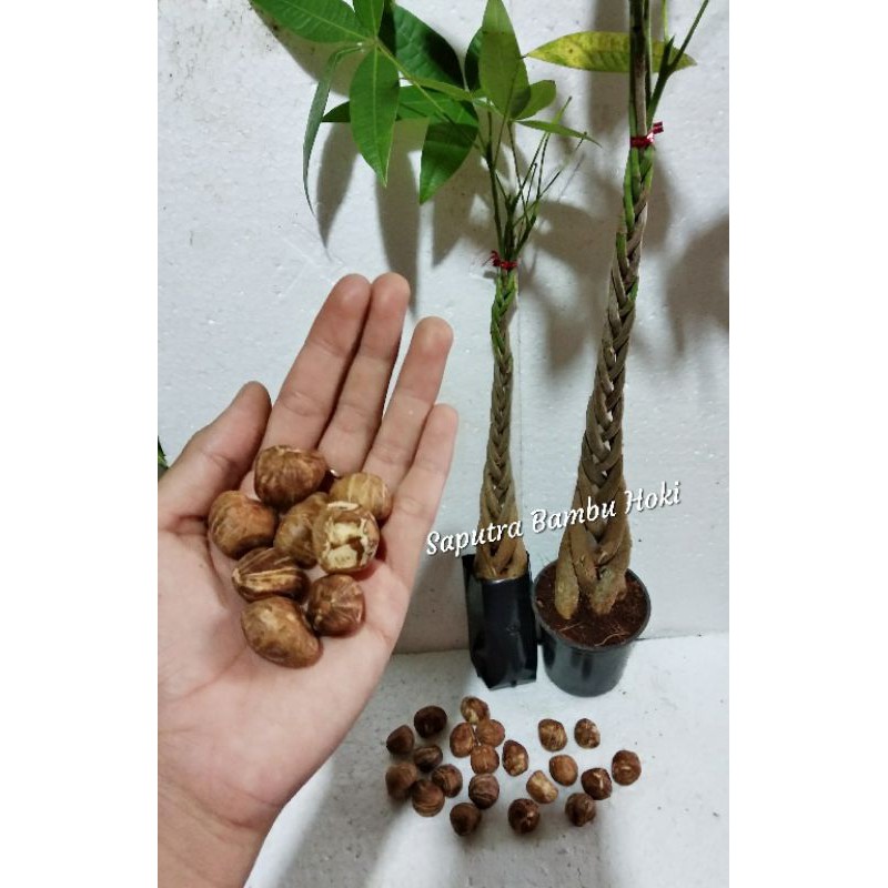 Jual pacira (bibit pohon pacira) Indonesia|Shopee Indonesia