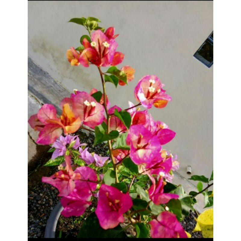 Jual Tanaman BOUGENVILLE - BUGENVILE - bogenfil citra india setek ...