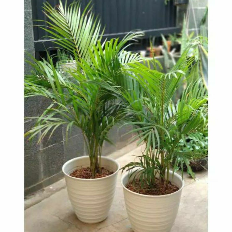 Jual paket 2 Tanaman hias palm kuning plus pot putih pohon palem kuning ...