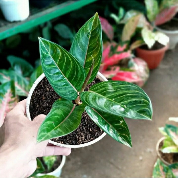 Jual aglonema madam suroyo | Shopee Indonesia Jual aglonema madam suroyo | Shopee Indonesia