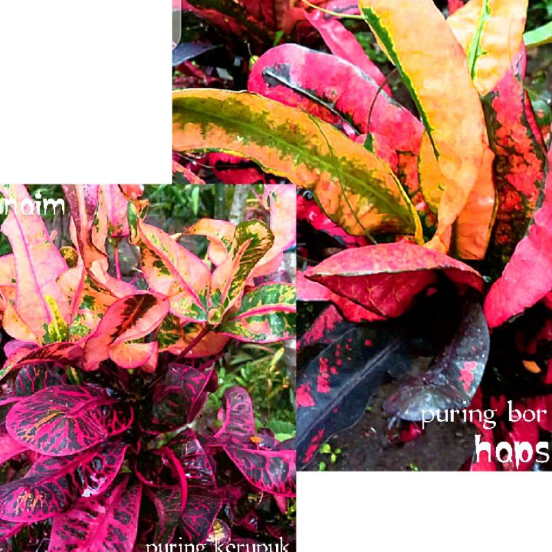 Jual Tanaman Puring Bor Sakura puring Kerupuk Kirana 20-35cm Indonesia ...