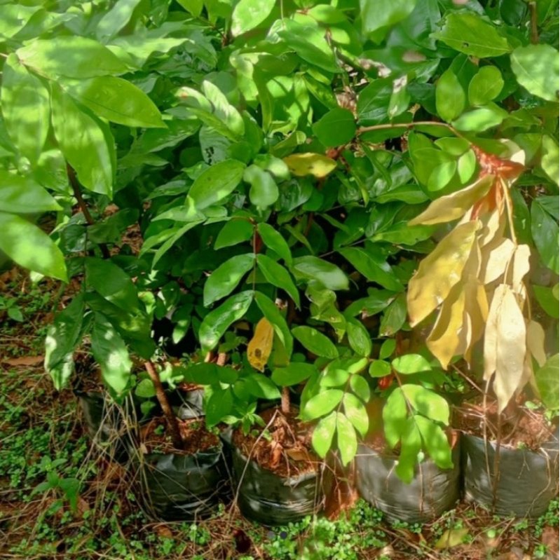 Jual bibit pohon peneduh sapu tangan tinggi 1 meter | Shopee Indonesia