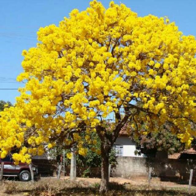 Benih Biji Bunga Tabebuya Kuning Tabebuia | Shopee Indonesia