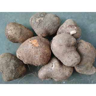 Jual UWI| UWI TUBAN| UWI PUTIH| UMBI PUTIH| UMBI RAMBAT| UMBI-UMBIAN ...