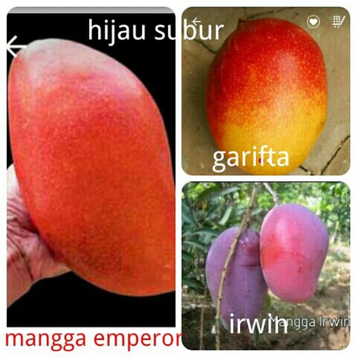 Jual Jual Bibit mangga paket 3 batang emperor garifta irwin Murah ... Jual Jual Bibit mangga paket 3 batang emperor garifta irwin Murah ...