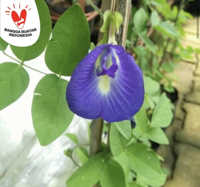 Jual Bibit Teleng - Kembang Telong - Pohon Bunga Telang Tanaman Herbal ...