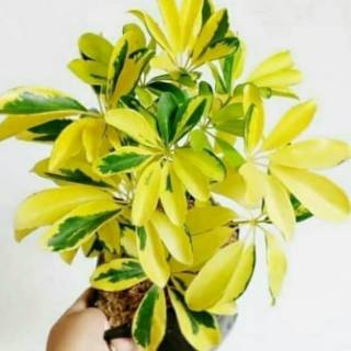 Jual Tanaman Hias Walisongo Kuning - bibit pohon Walisongo kuning ...